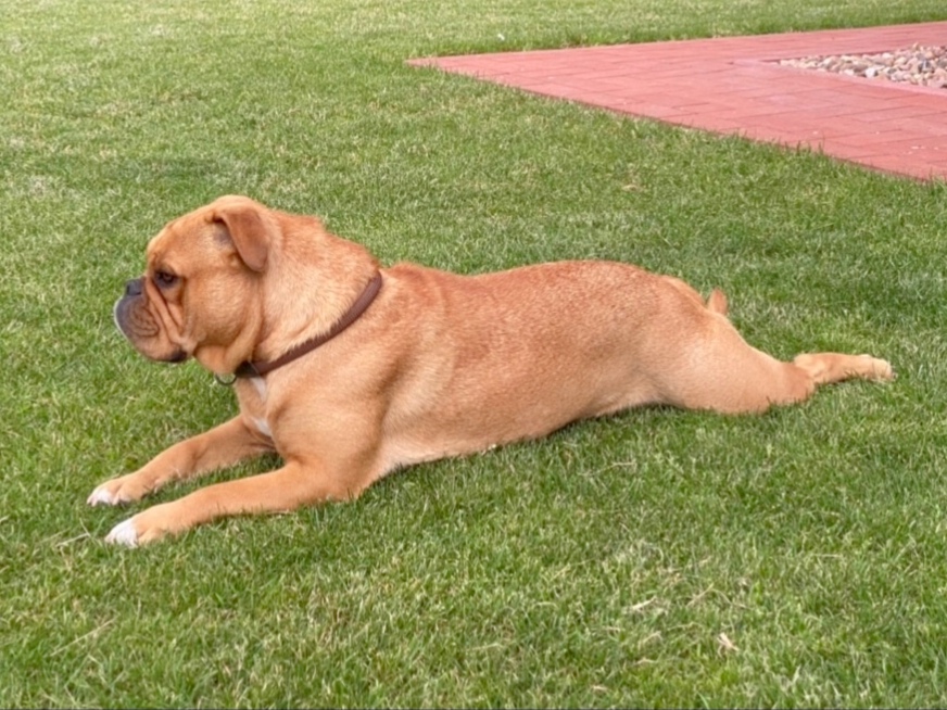 Die Geschichte - Continental Bulldog Verein e.V.